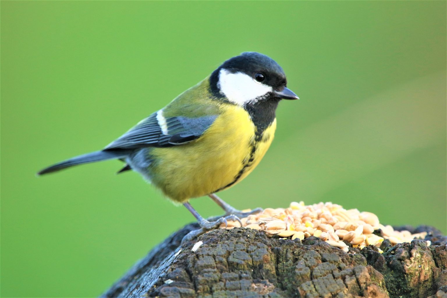 mesange charbonniere - Zoopedia.life