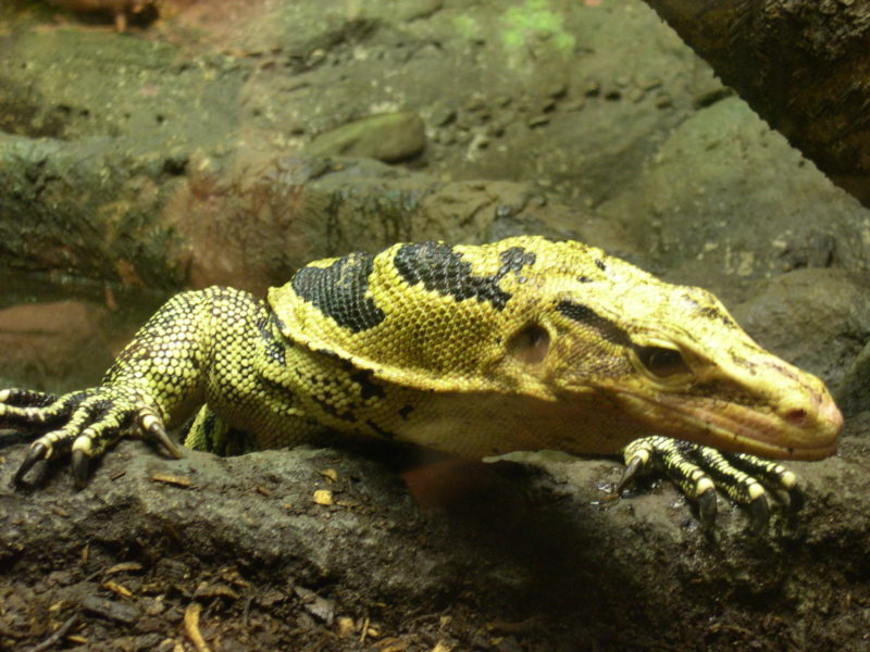 varan de cuming ou varan des philippines - Zoopedia.life