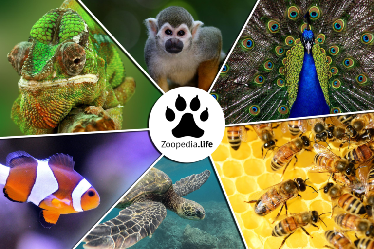 Zoopedia.life - Encyclopédie sur la vie animale